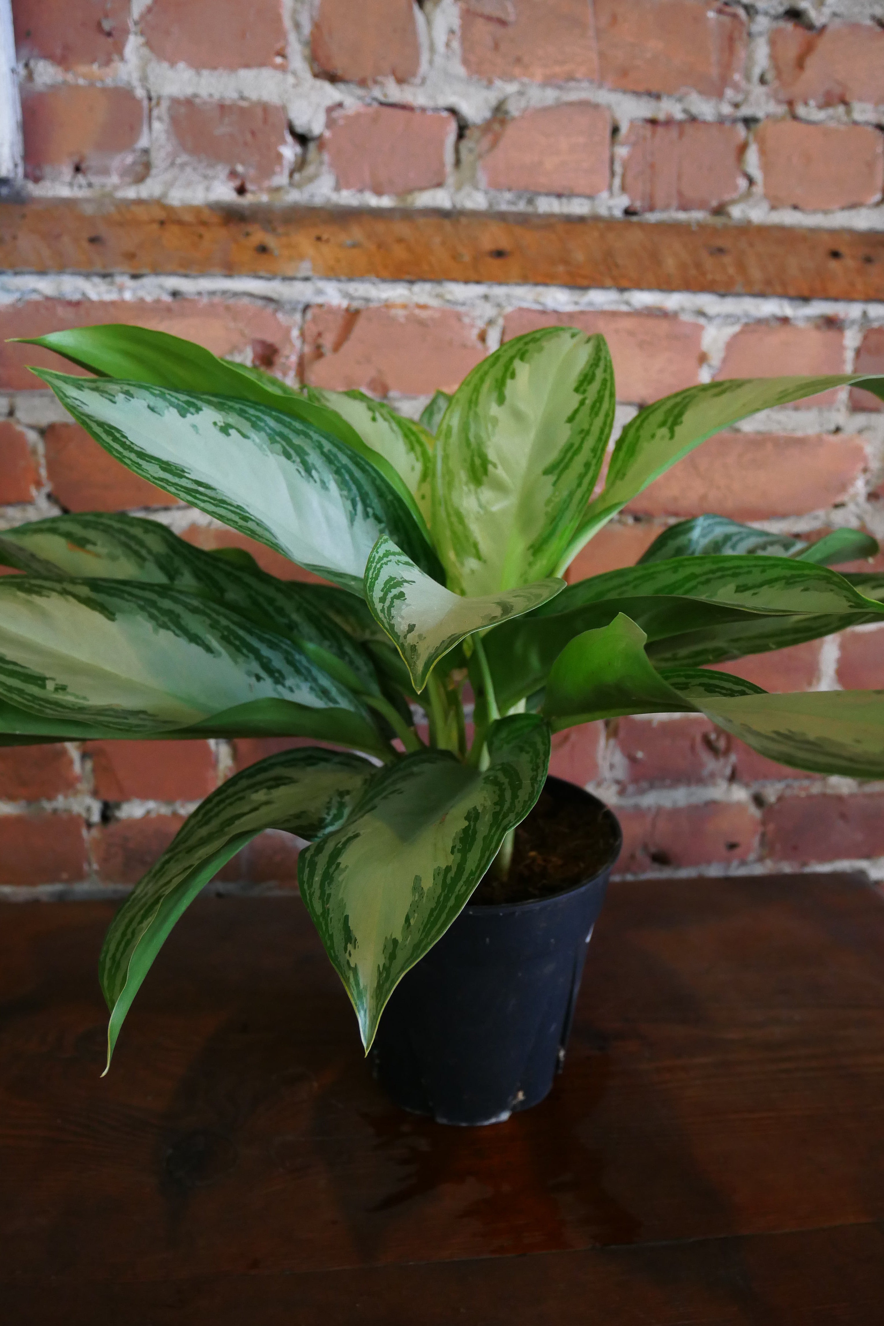 Aglaonema Silver Bay – Kyoto Fleurs